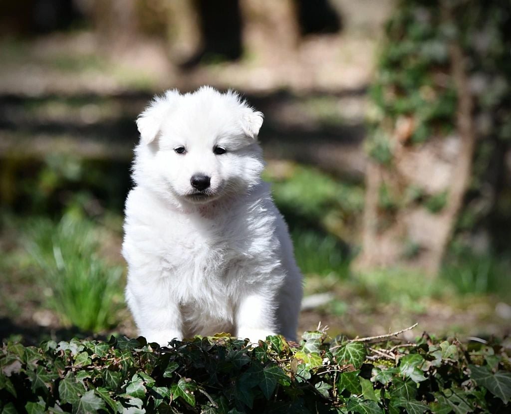 Chiot Berger Blanc Suisse - Femelle 5 L'aige de la tournelle