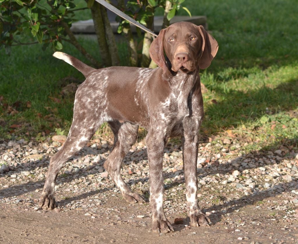 Accueil - Elevage Du Rio Parana - eleveur de chiens Braque allemand à ...