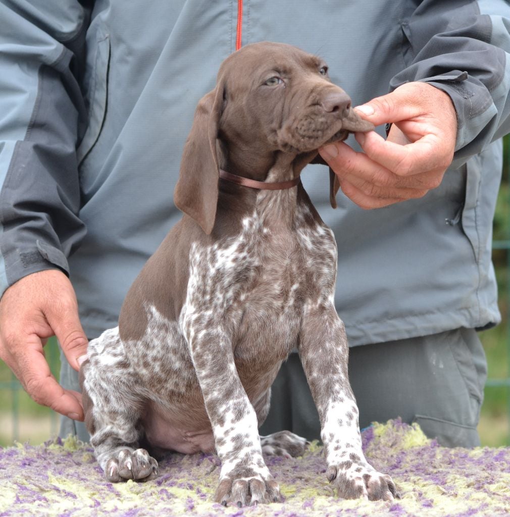 Accueil - Elevage Du Rio Parana - eleveur de chiens Braque allemand à ...