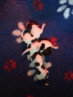 Chiens de France : Achats / Ventes de chiots de race issues d'élevage