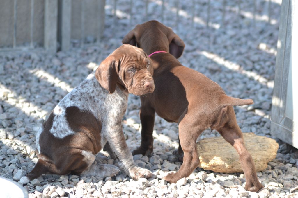 Accueil - Elevage Du Rio Parana - eleveur de chiens Braque allemand à ...