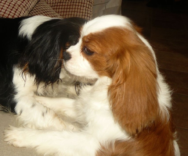 Chien Cavalier King Charles Spaniel Gélinotte Tellement Dandy
