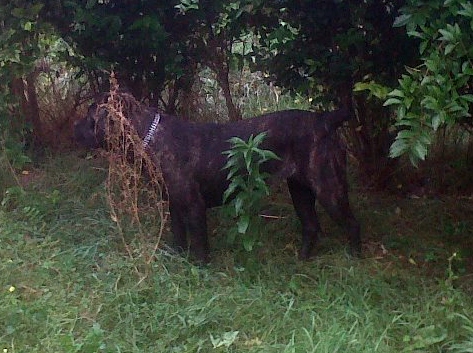 Chien Cane Corso Eva (Sans Affixe)