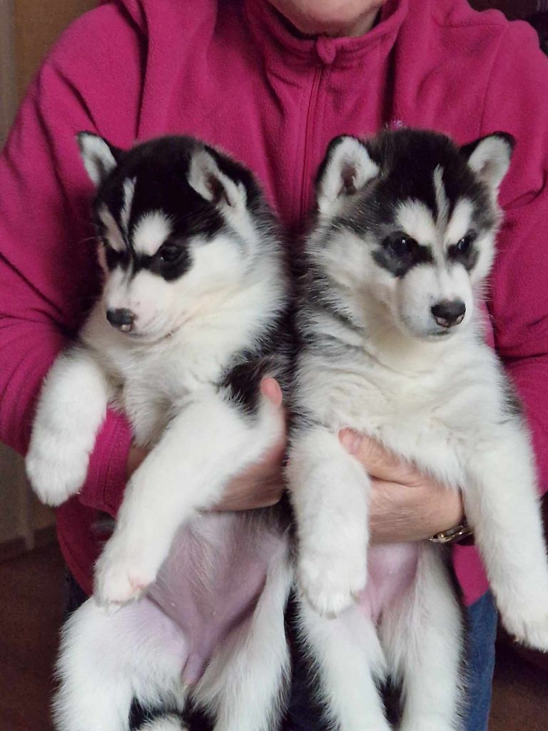 Chiot Siberian Husky - CHIOT 4 of aqua ice
