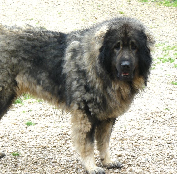 Chien Berger Yougoslave de Charplanina Efoly's Vouglan