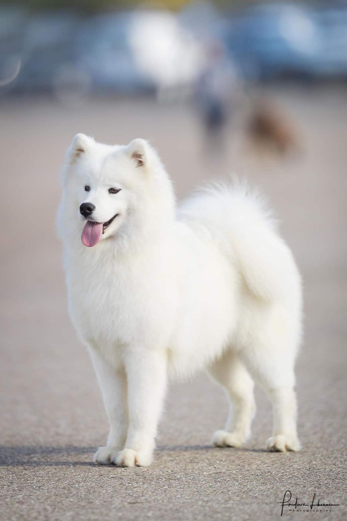Chien - Elevage Du Royaume De Crystal - eleveur de chiens Samoyède