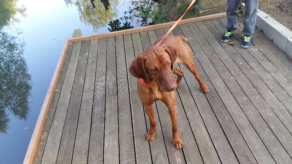 Chien Braque hongrois à poil court (Vizsla) Lady du Clos Saint Honoré