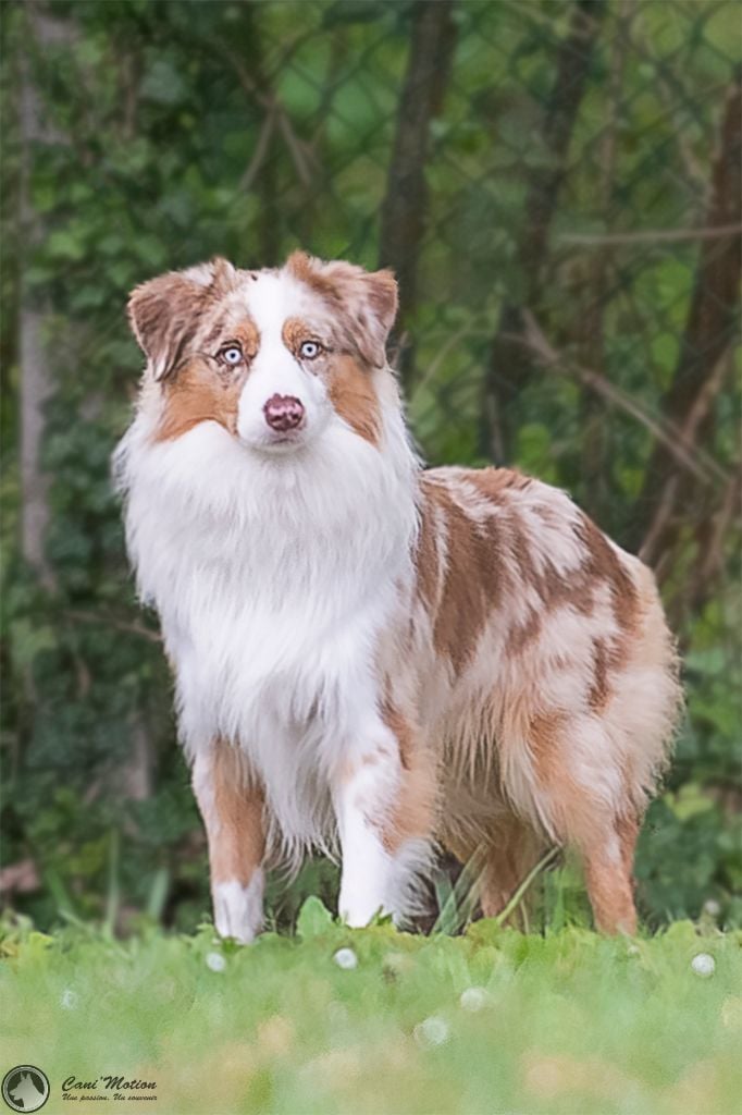 Accueil - Elevage Des bonnes bouilles - eleveur de chiens Mini Berger ...