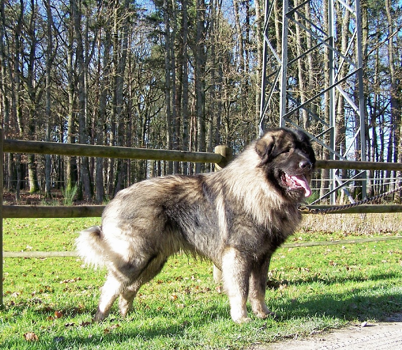 Photo - La Galère Aux Loups Berger Yougoslave - Charplanina Sarplaninac ...
