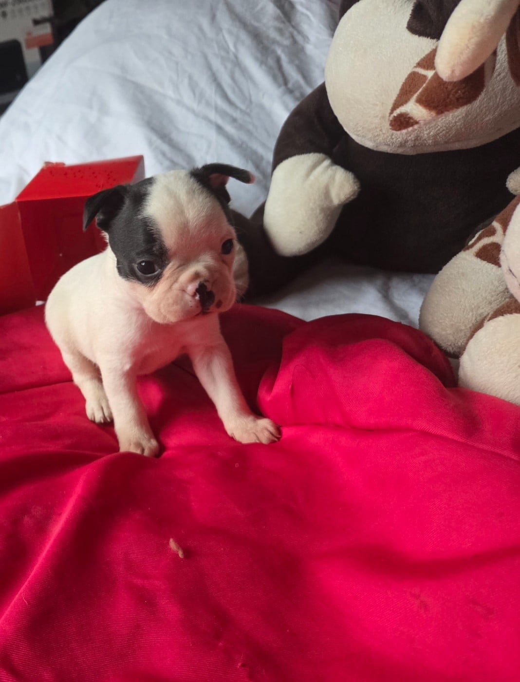 Chiot Boston Terrier - CHIOT 7 d'oclair des loups