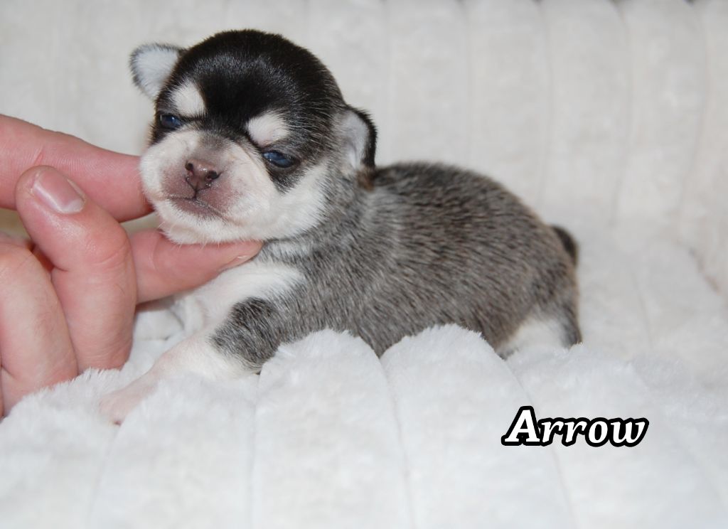 Chiot Chihuahua - Arrow de Sir Scratch and Co