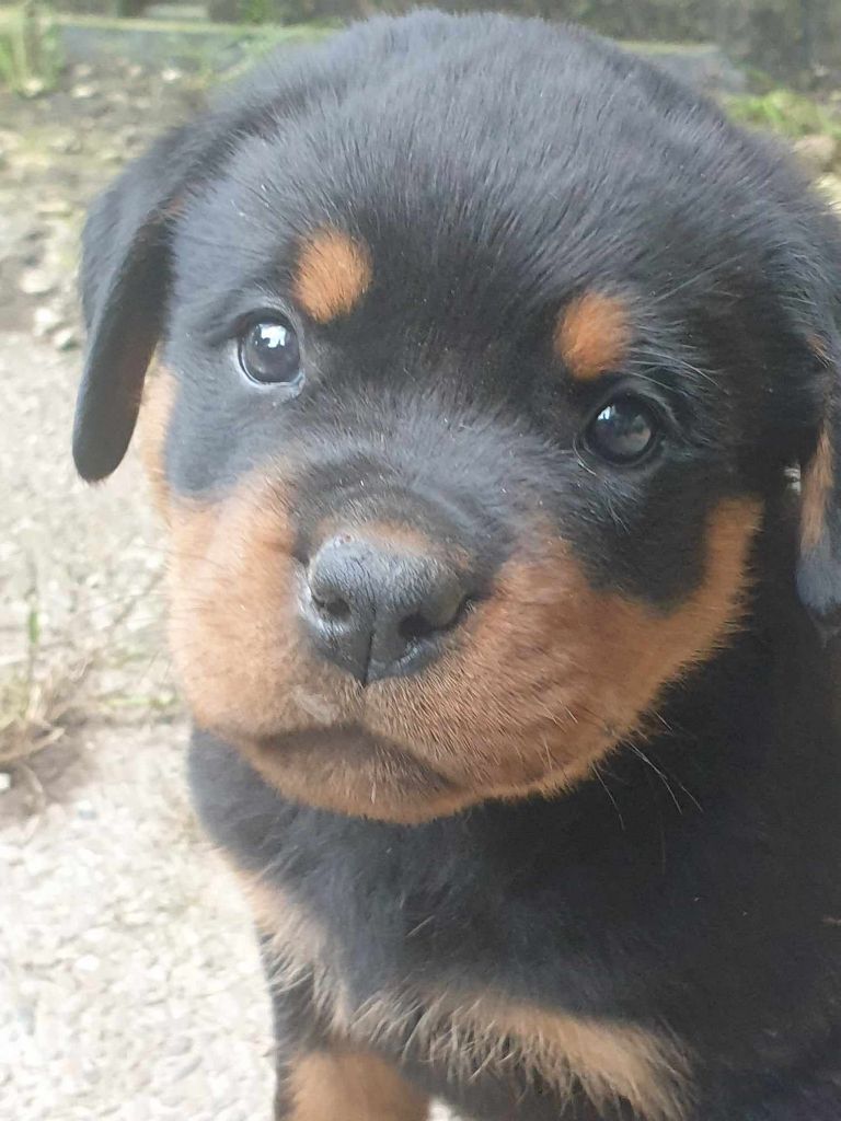 Chiot Rottweiler - CHIOT 3 de l'Aura des Anges Gardiens