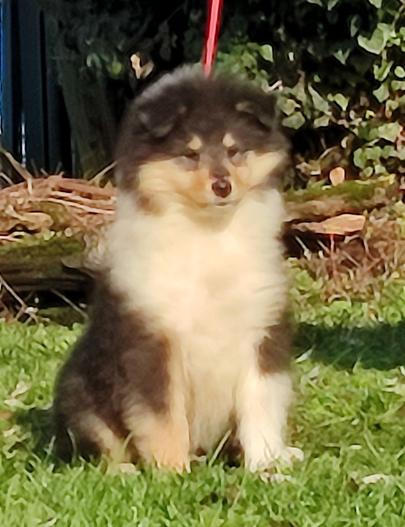 Chiot Colley à poil long - Femelle tricolore Du Clos De Seawind