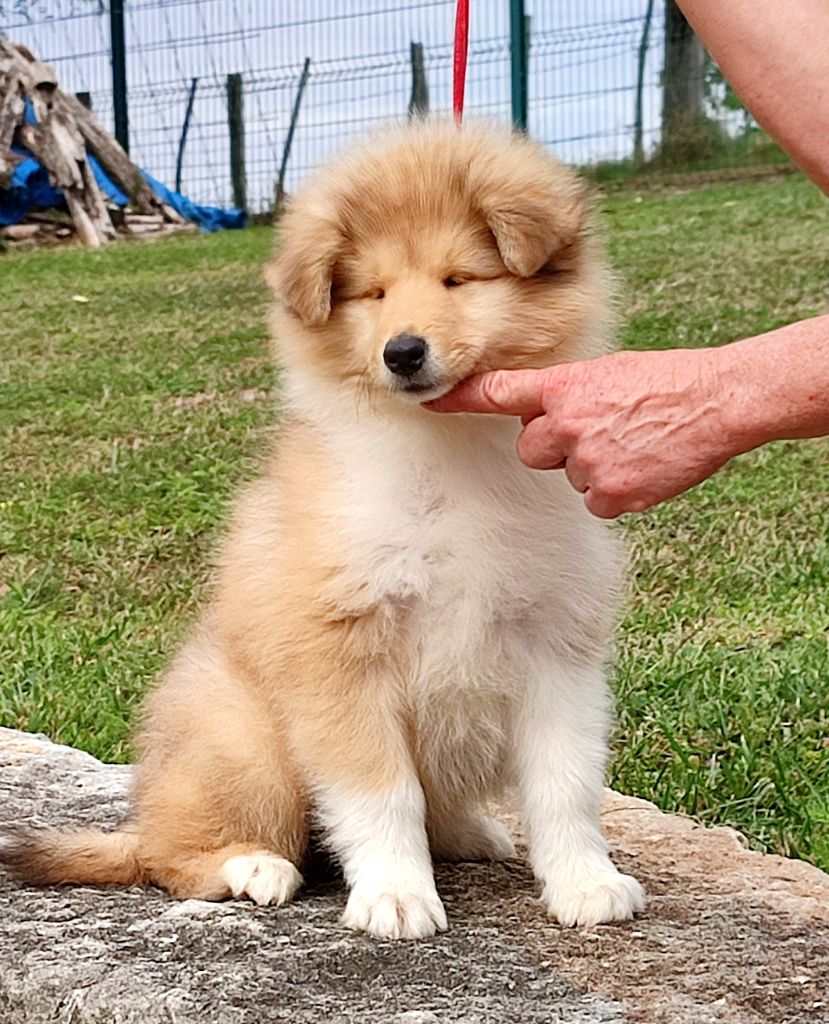 Chiot Colley à poil long - Femelle fauve 4 Du Clos De Seawind