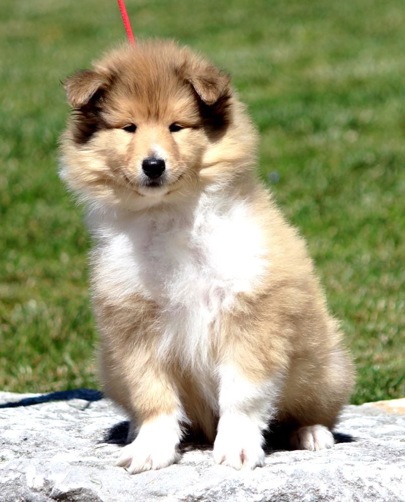 Chiot - Elevage Du Clos De Seawind - eleveur de chiens Colley à poil long