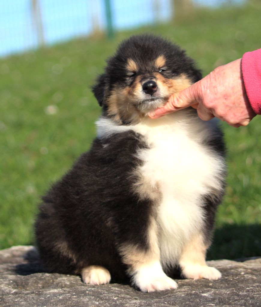 Chiot Colley à poil long - U'RE A BLACK KING du Clos de Sea-WInd Du ...
