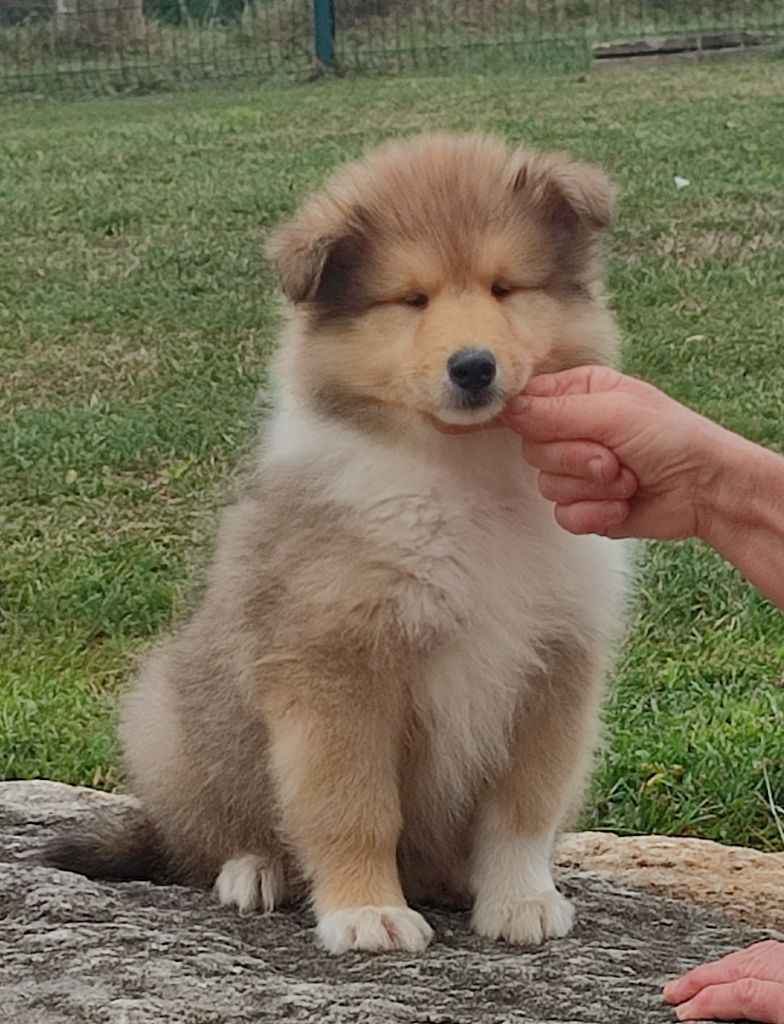 Chiot Colley à poil long - Mâle fauve charbonné Du Clos De Seawind