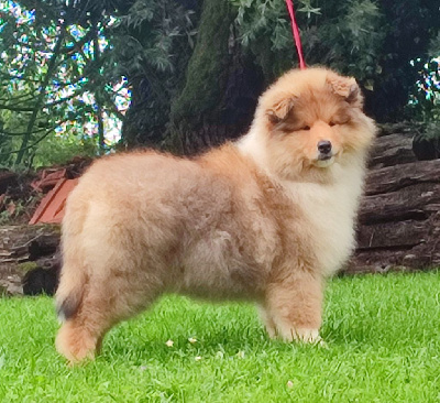 Chiots de race Colley à poil long LOF à vendre en France