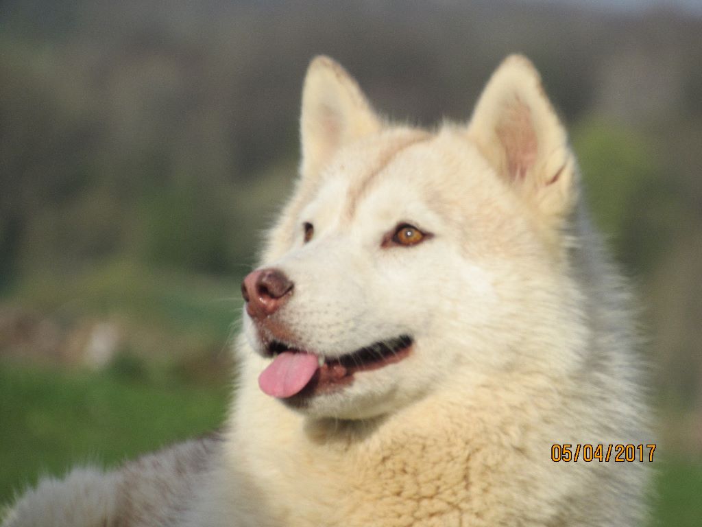 Chien Siberian Husky Sarah 1 De ciukci