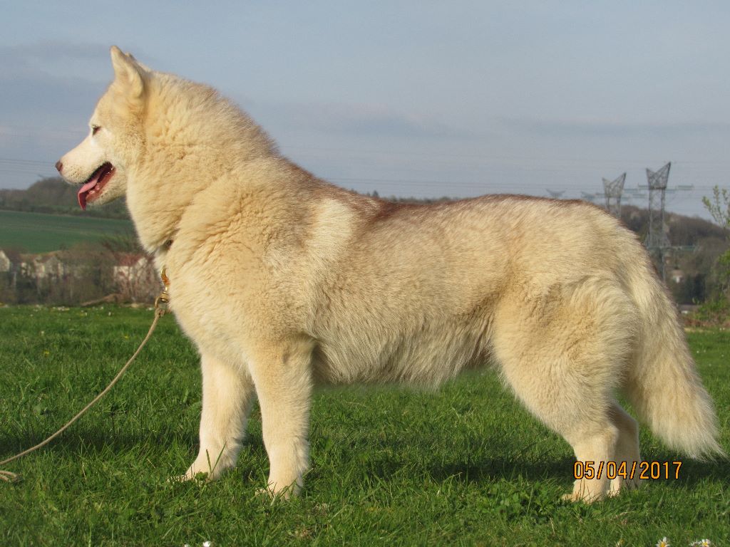 Chien Siberian Husky Sarah 1 De ciukci