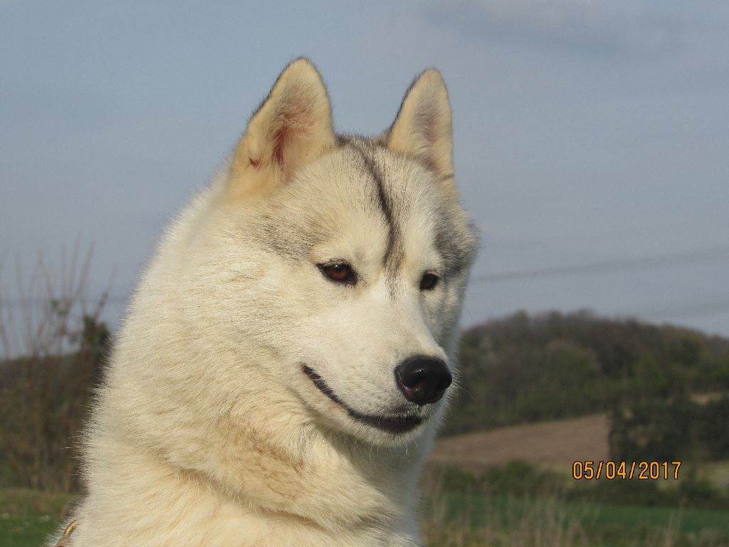 Chien Siberian Husky Dixi De ciukci