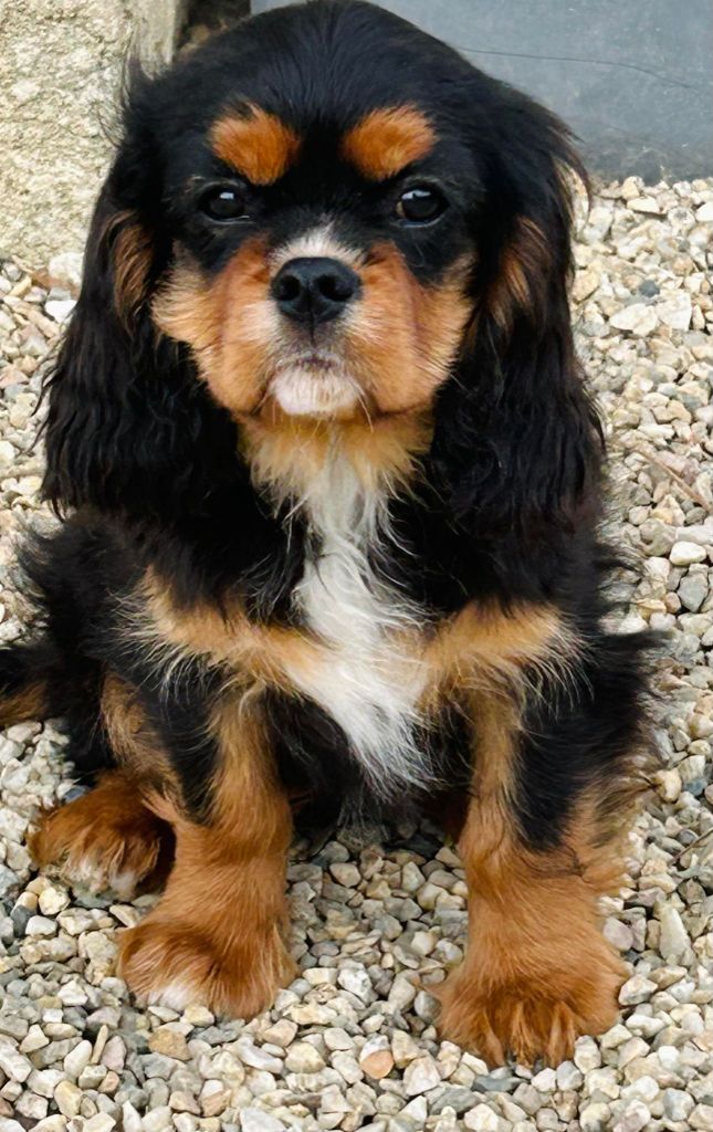 Chiot Cavalier King Charles Spaniel - CHIOT 1 Des Merveilles De Caluna