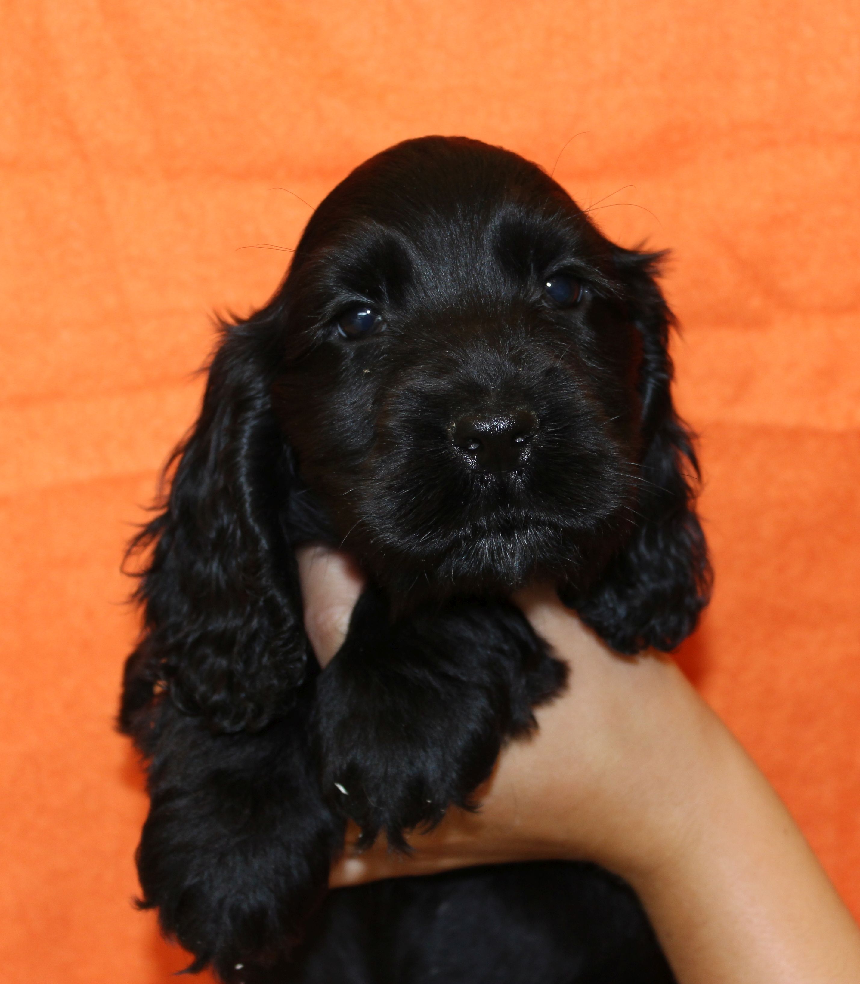 Chiot - Elevage Du Royaume Des Quatre Pattes - eleveur de chiens Cocker ...