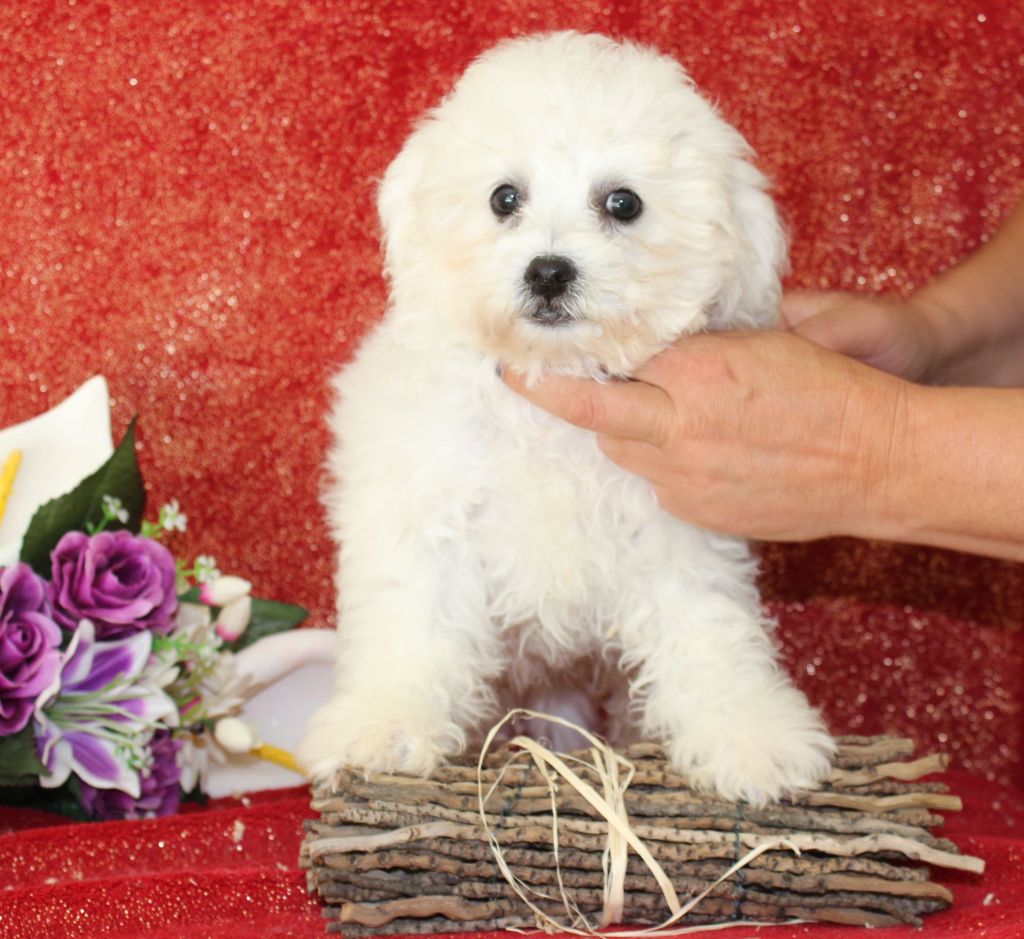 Chiots à vendre - Elevage Du Royaume Des Quatre Pattes - eleveur de ...