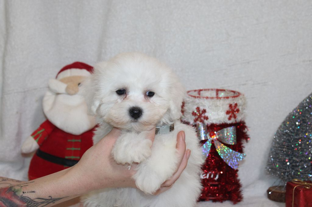 Chiot Bichon Frise - CHIOT male collier marron Du Royaume Des Quatre Pattes