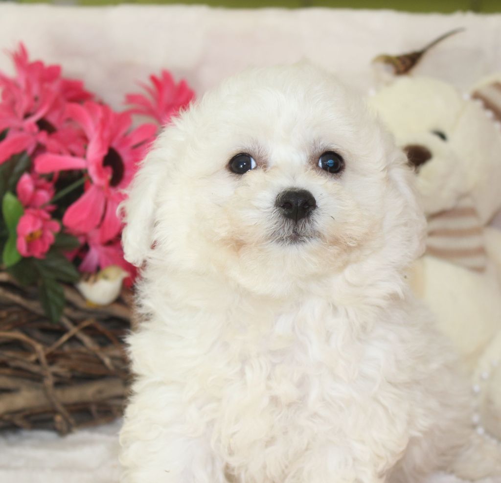 Chiots à vendre - Elevage Du Royaume Des Quatre Pattes - eleveur de ...