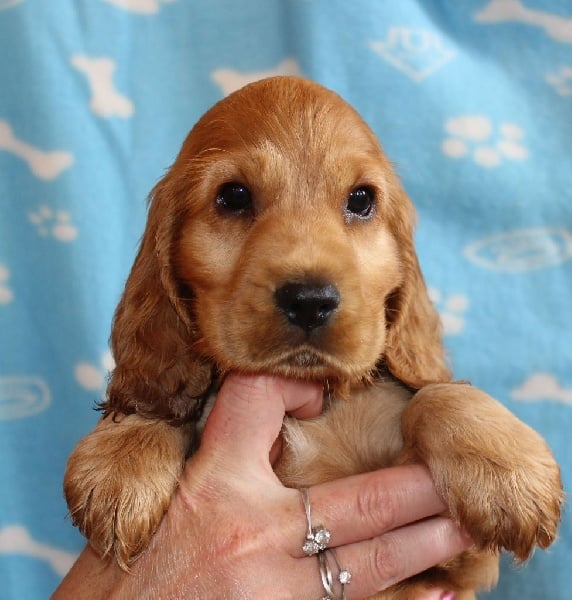 Chiot - Elevage Du Royaume Des Quatre Pattes - eleveur de chiens Cocker ...