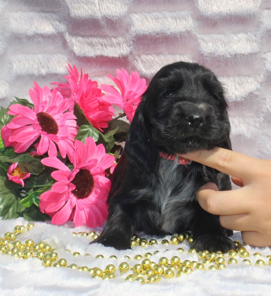 Chiots à vendre - Elevage Du Royaume Des Quatre Pattes - eleveur de ...