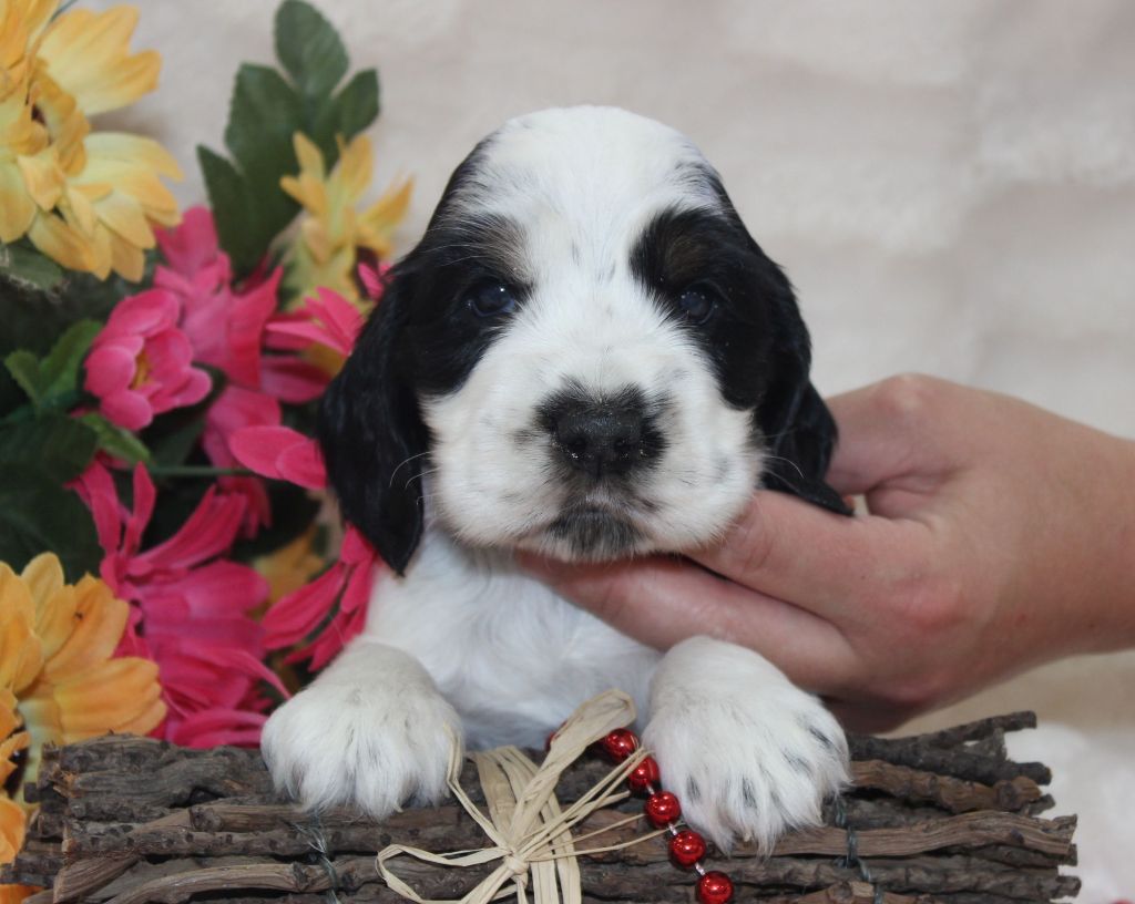 Chiot - Elevage Du Royaume Des Quatre Pattes - eleveur de chiens Cocker ...