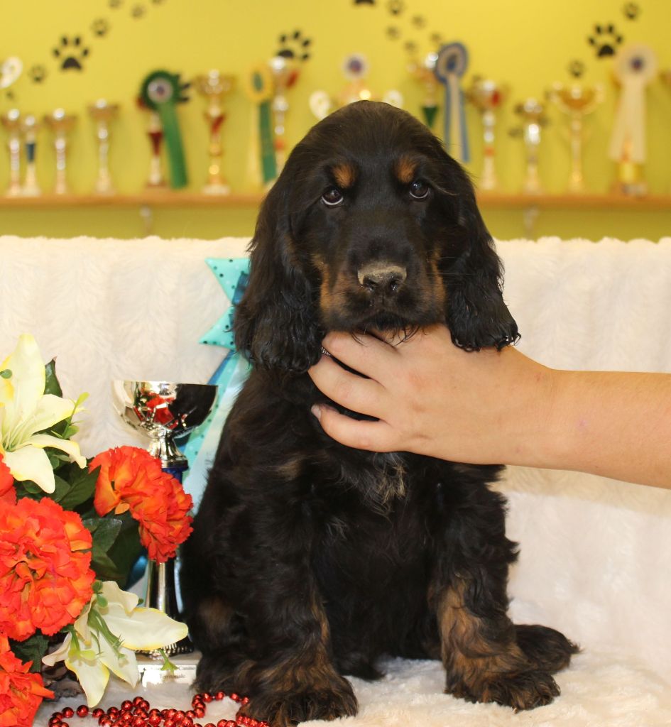 Chiots à vendre - Elevage Du Royaume Des Quatre Pattes - eleveur de ...