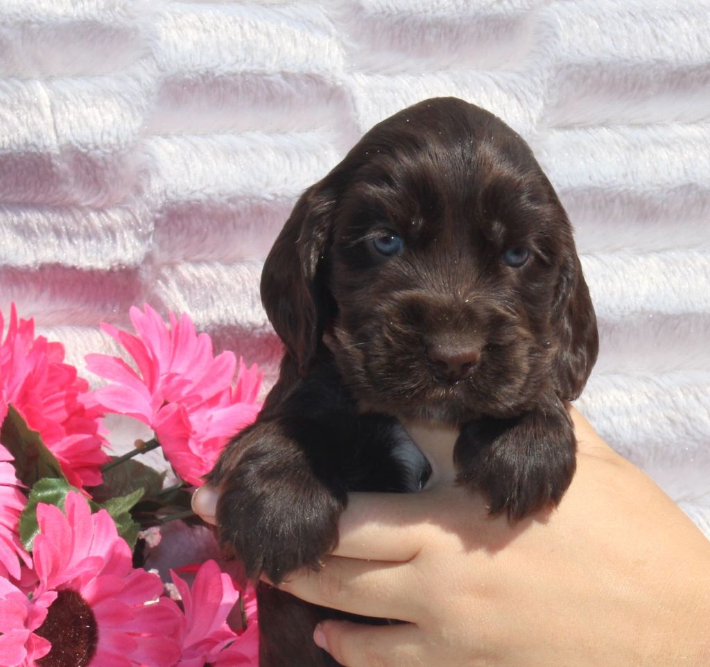Chiots à vendre - Elevage Du Royaume Des Quatre Pattes - eleveur de ...