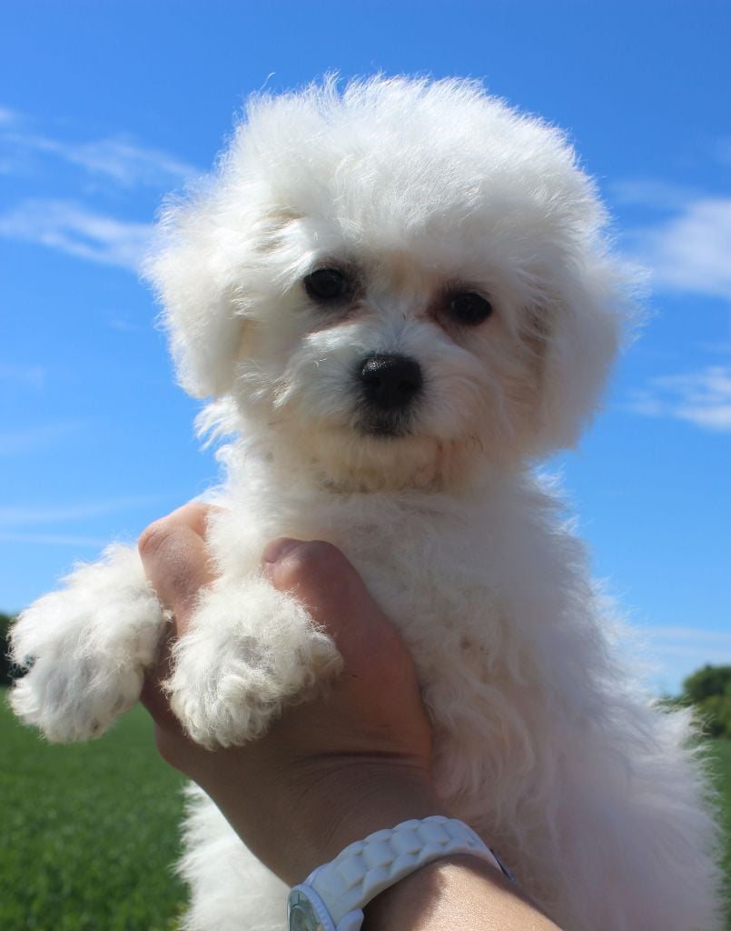 Chiot - Elevage Du Royaume Des Quatre Pattes - eleveur de chiens Bichon ...