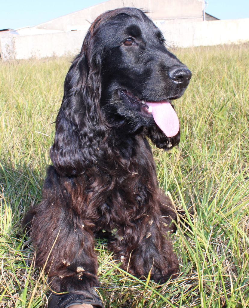 Chiot - Elevage Du Royaume Des Quatre Pattes - eleveur de chiens Cocker ...