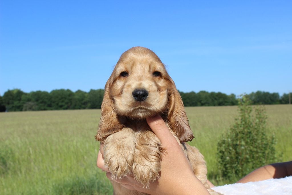 Chiots à vendre - Elevage Du Royaume Des Quatre Pattes - eleveur de ...