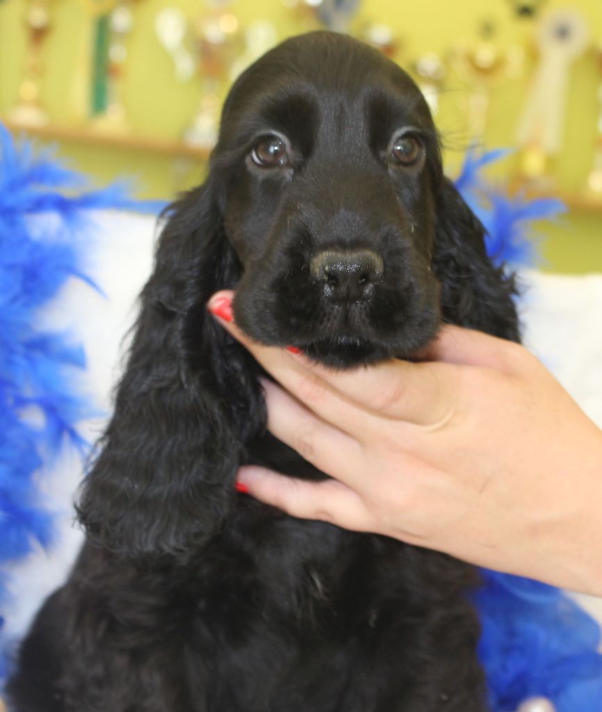 Chiots à vendre - Elevage Du Royaume Des Quatre Pattes - eleveur de ...