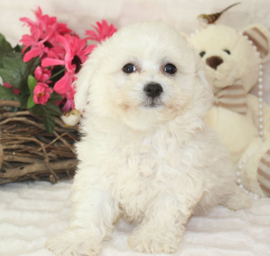 Chiots à vendre - Elevage Du Royaume Des Quatre Pattes - eleveur de ...