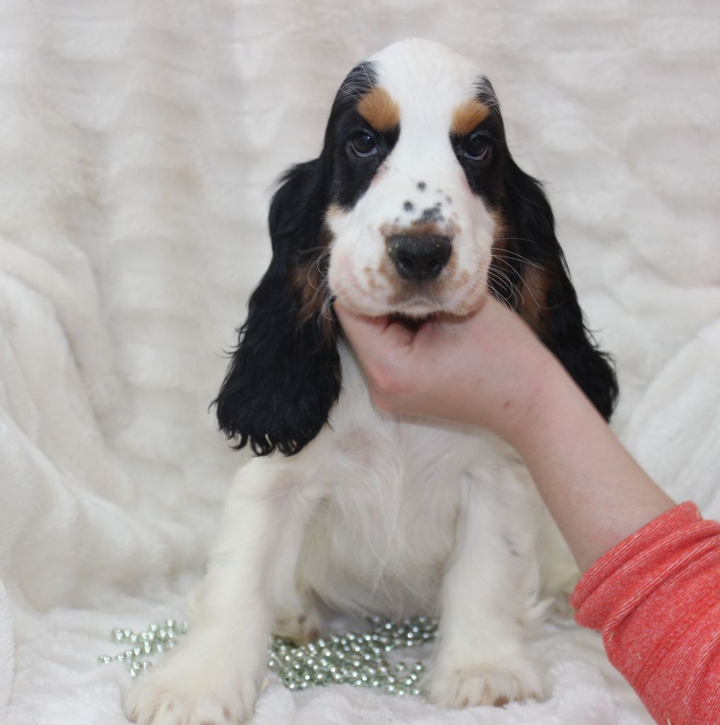 Chiot - Elevage Du Royaume Des Quatre Pattes - eleveur de chiens Cocker ...