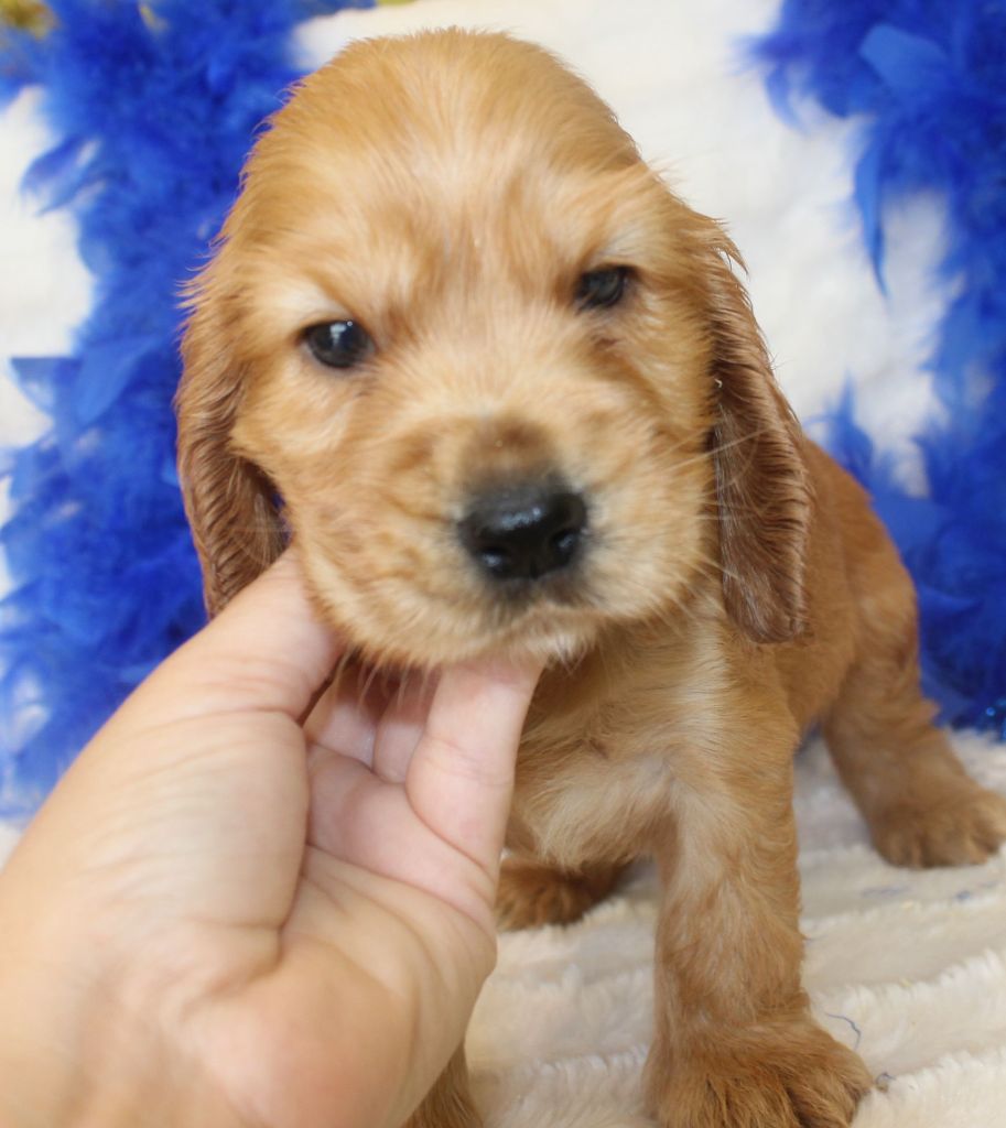 Chiots à vendre - Elevage Du Royaume Des Quatre Pattes - eleveur de ...