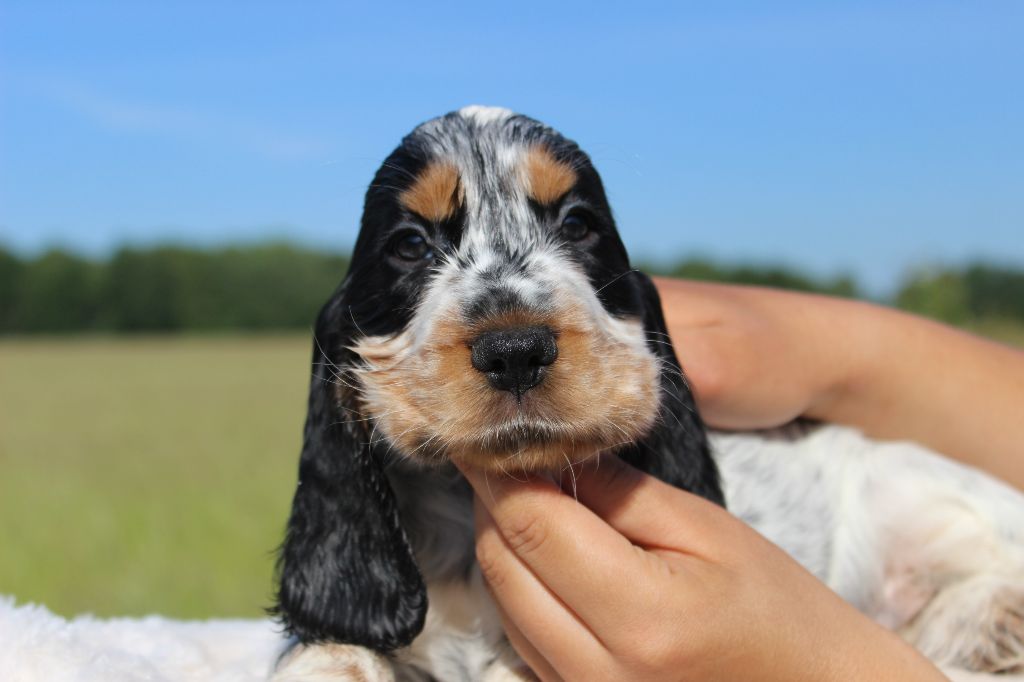 Chiot - Elevage Du Royaume Des Quatre Pattes - eleveur de chiens Cocker ...