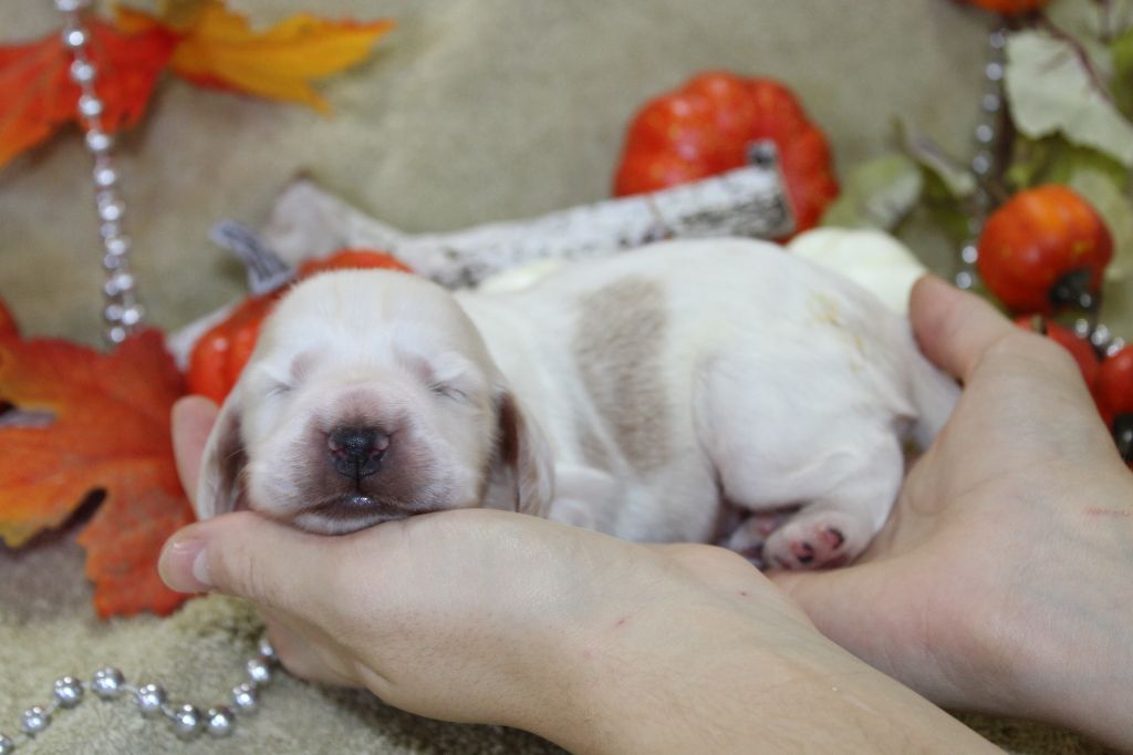 Chiot Cocker Spaniel Anglais - CHIOT male blanc et orange Du Royaume ...