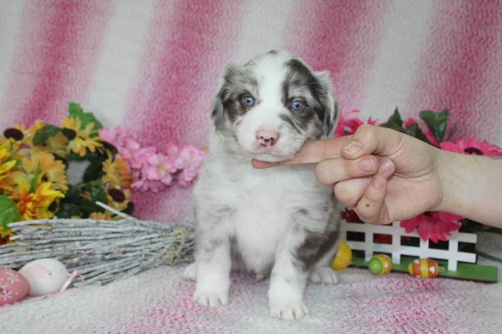 Chiot Berger Américain Miniature - Male rouge merle collier vert Du ...