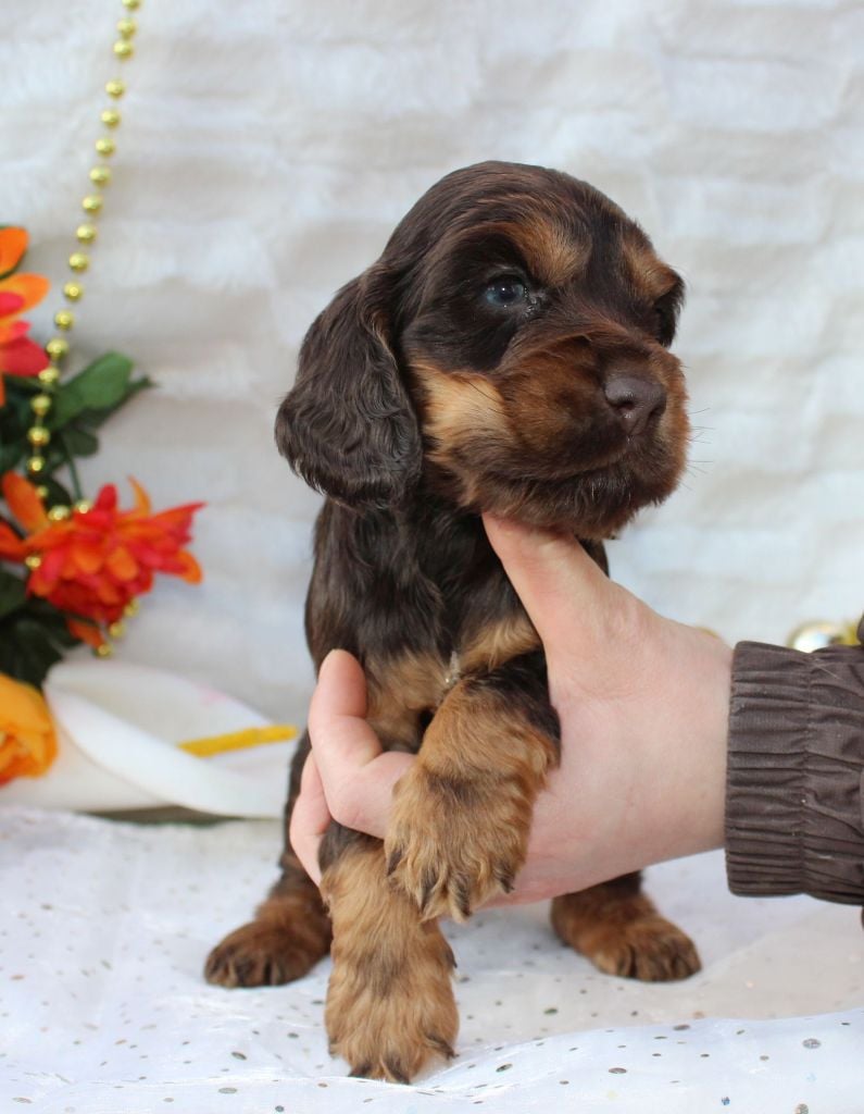 Chiot - Elevage Du Royaume Des Quatre Pattes - eleveur de chiens Cocker ...