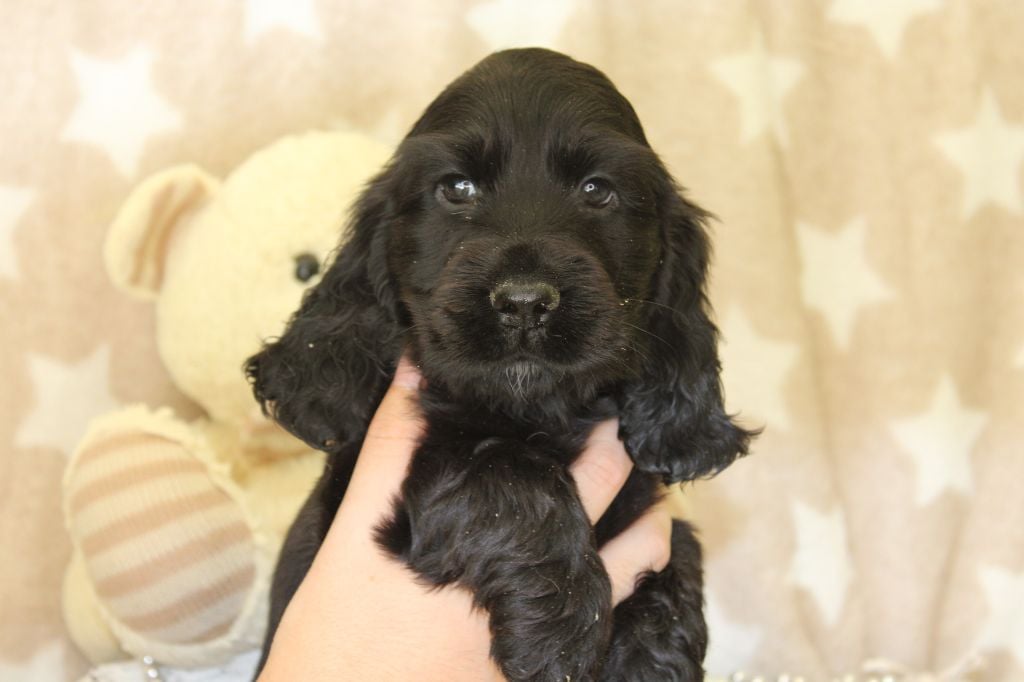 Chiot Cocker Spaniel Anglais - CHIOT femelle cocker noir collier marron ...