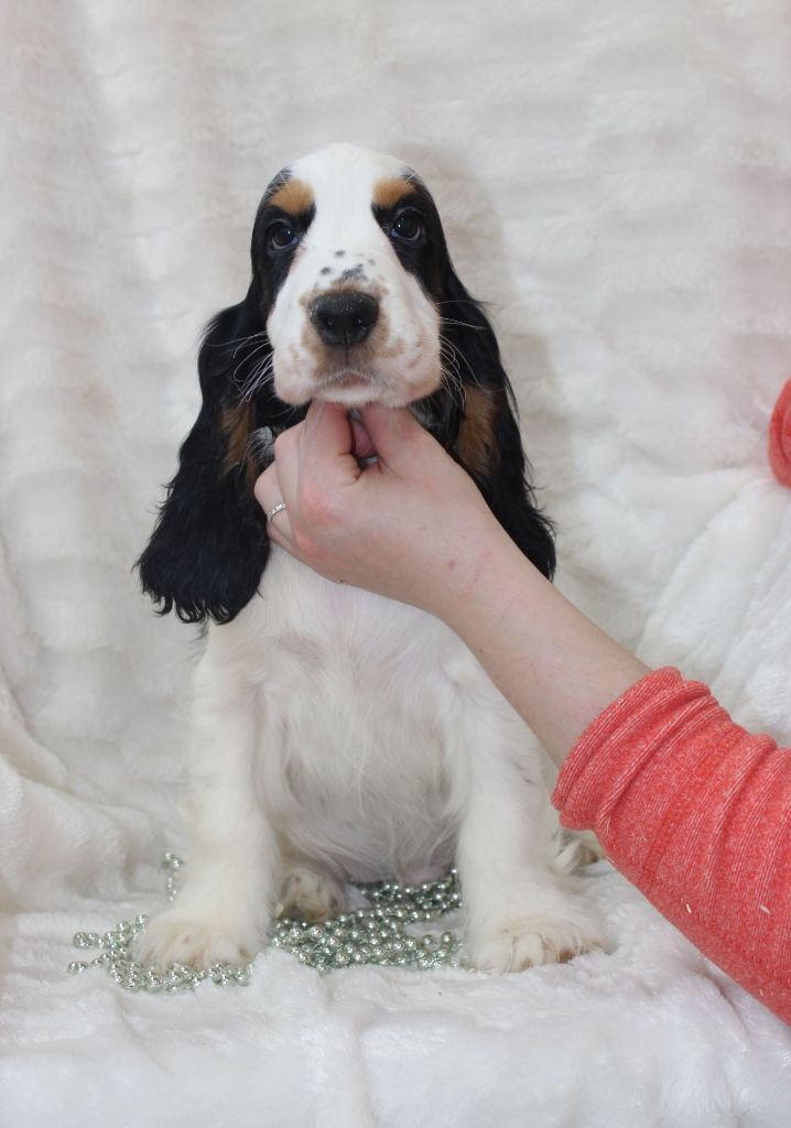Chiots à vendre - Elevage Du Royaume Des Quatre Pattes - eleveur de ...