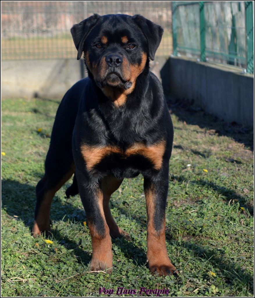 Accueil - Elevage Von Der Königreich Das Rott - eleveur de chiens ...