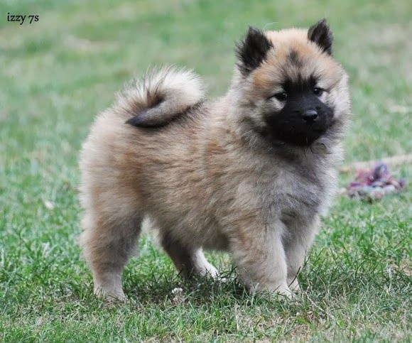 Accueil - Elevage Of Blue Silence - eleveur de chiens Eurasier